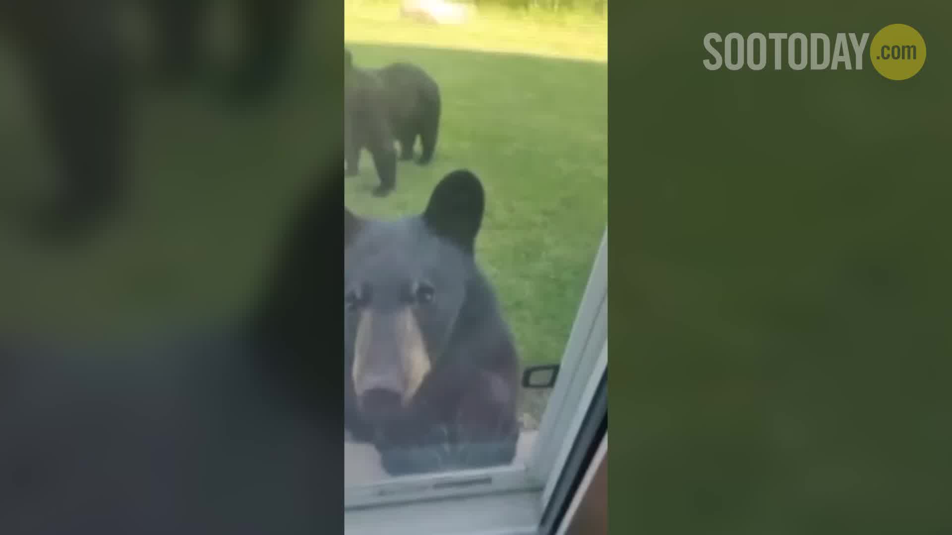 VIDEO: This family of bears just wants to say hello - Sault Ste. Marie News