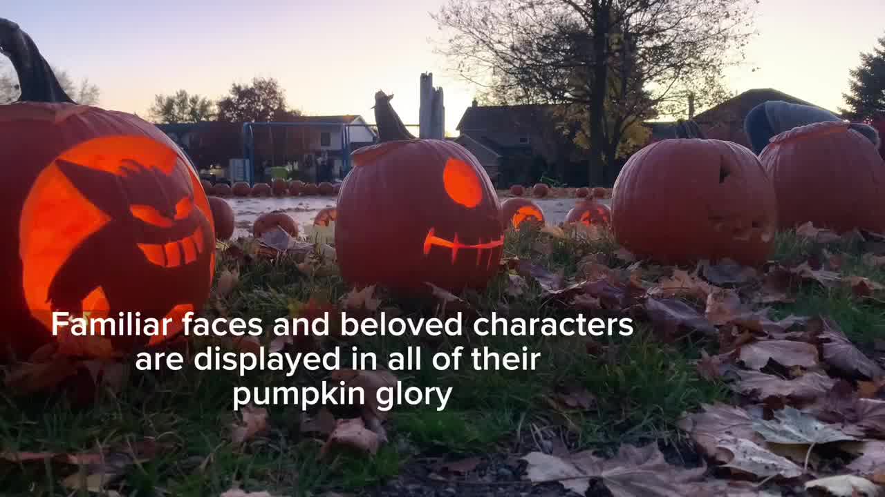 VIDEO Hundreds of carved pumpkins get second life - CambridgeToday.ca