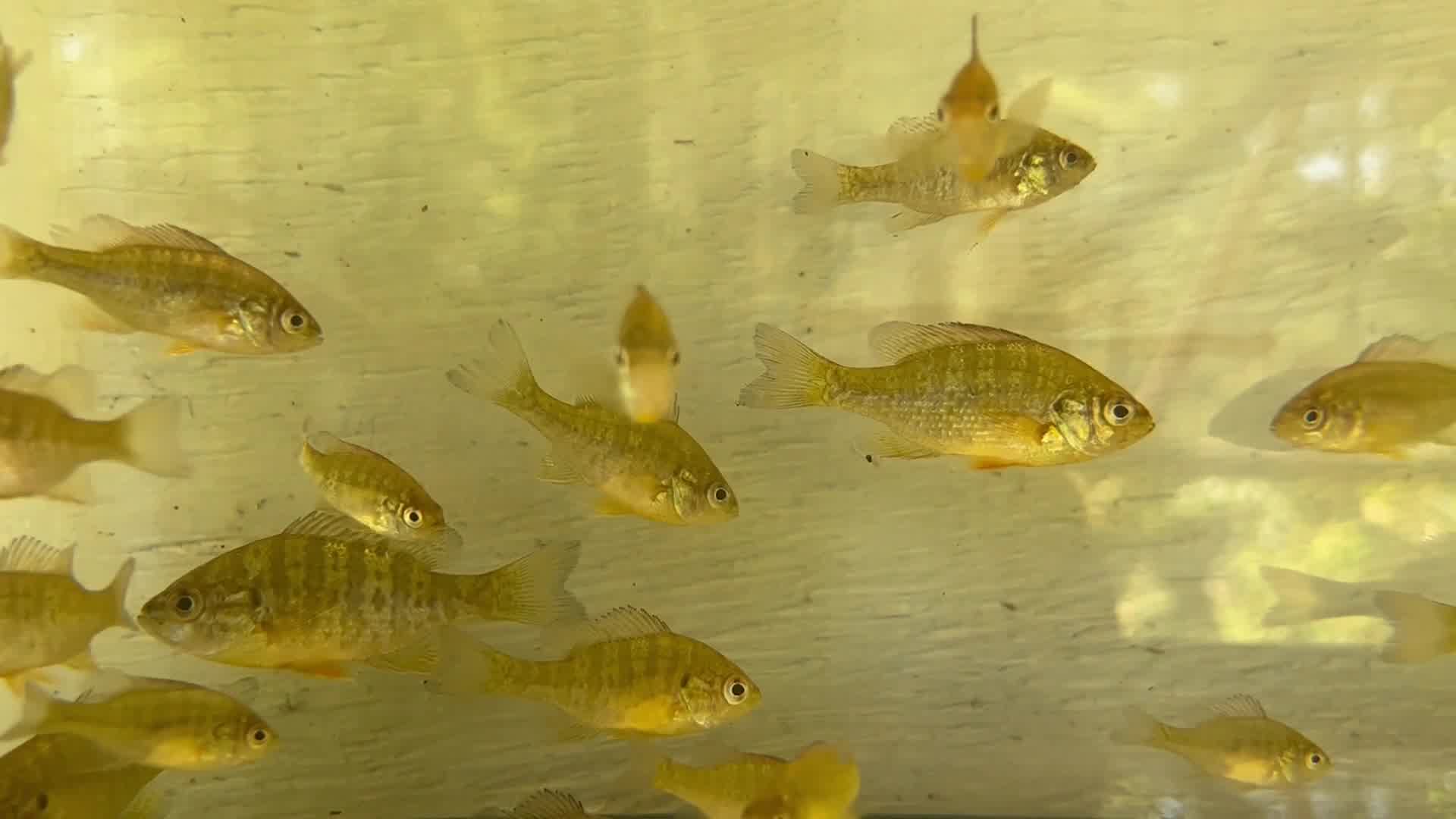 These Sunshine Coast stickleback face jeopardy from invasive fish ...